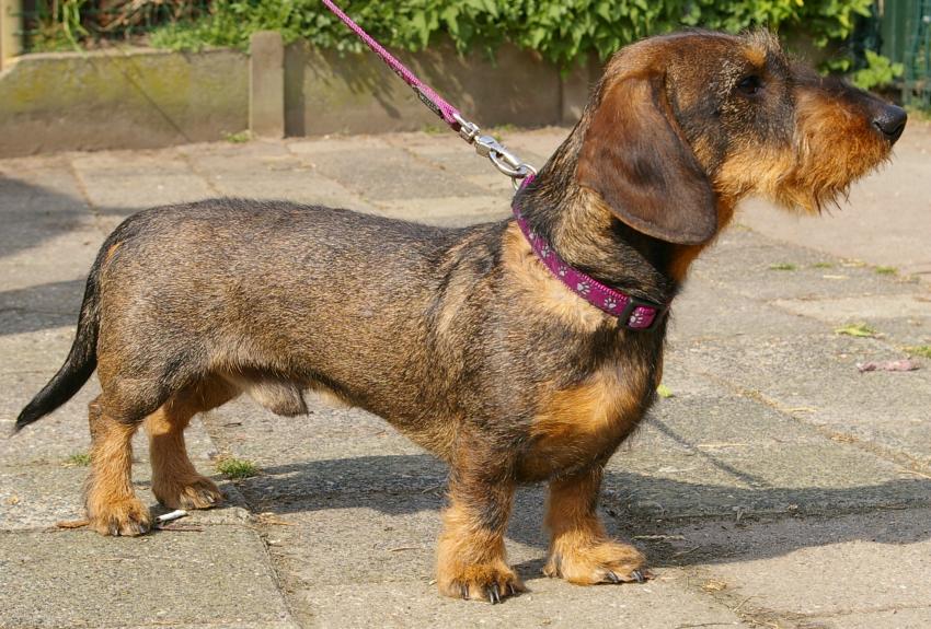 Puppy Info